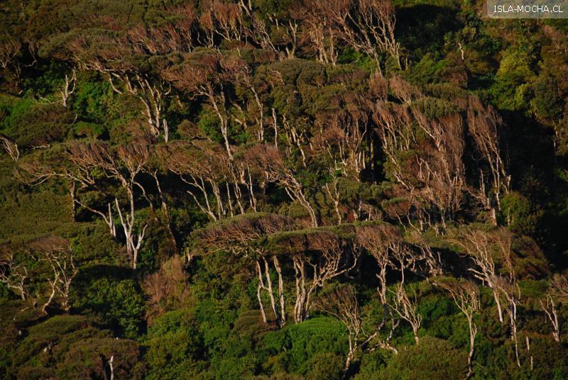 Isla Mocha Chile | Turismo Isla Mocha | Como llegar a isla mocha como ...
